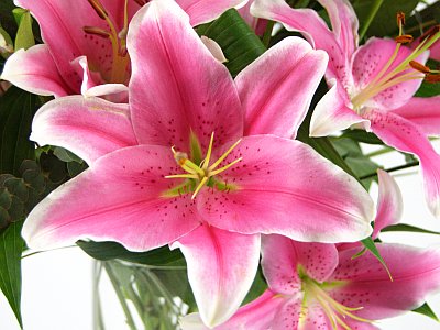 Send Sensation Lilies for UK flower delivery from Clare Florist.