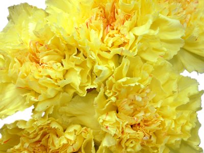 Yellow Carnations | Fresh Flowers | Free UK Delivery