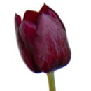 Types of Flowers | Flower Types available from Clare Florist